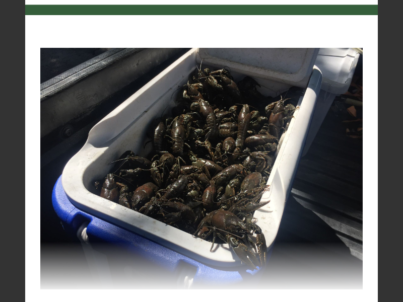 August 2022Crawfish Hunting in the Dark