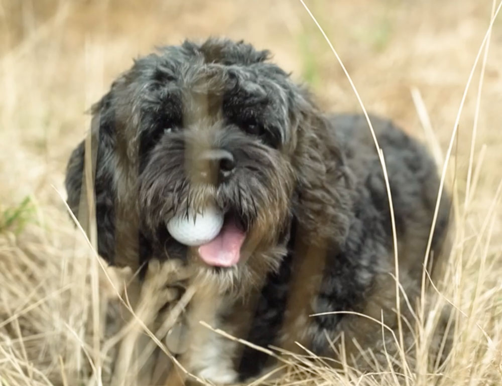 September 19, 2022The Divot