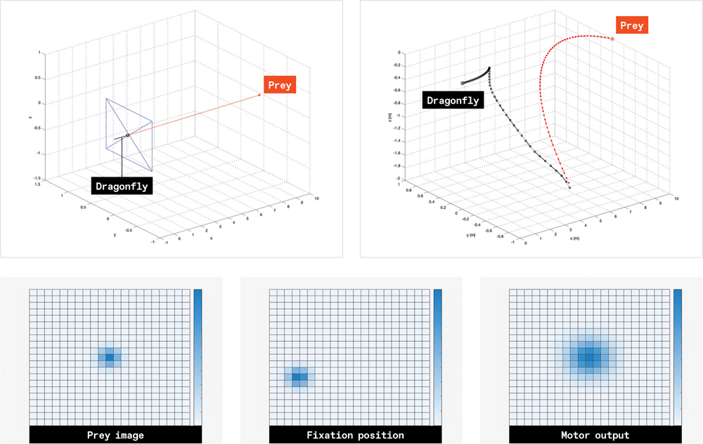 IEEE Spectrum NA August 2021Lessons From a Dragonfly's Brain