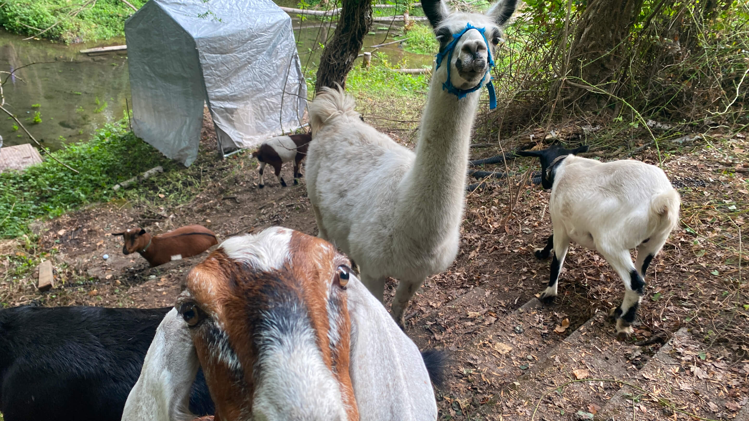 December IssueGoats Doing What Goats Do