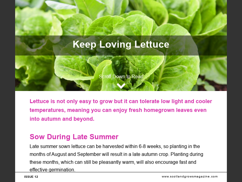 Issue 19Keep Loving Lettuce