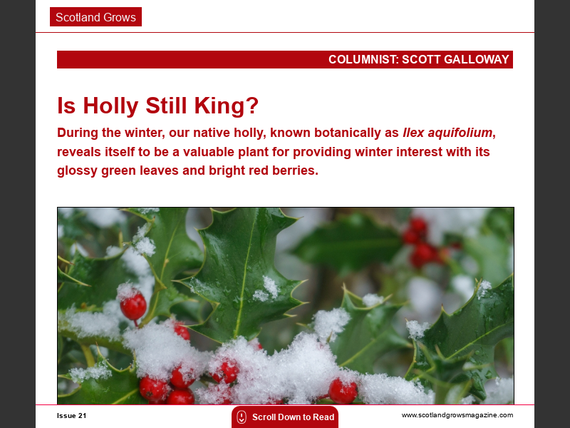 Issue 21Is Holly Still King?