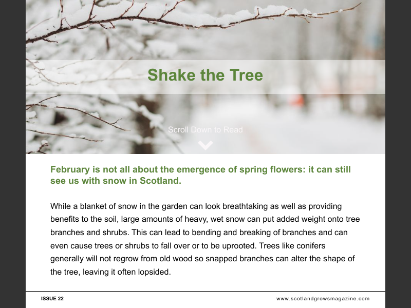 Issue 22Shake the Tree