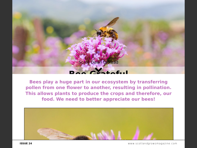 Issue 24Bee Grateful