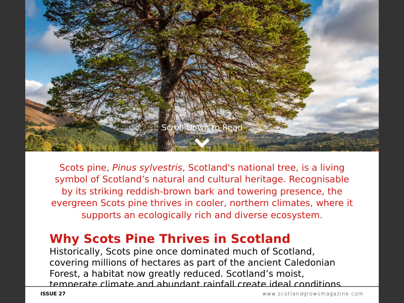 Issue 27Scots Pine: Scotland's National Tree