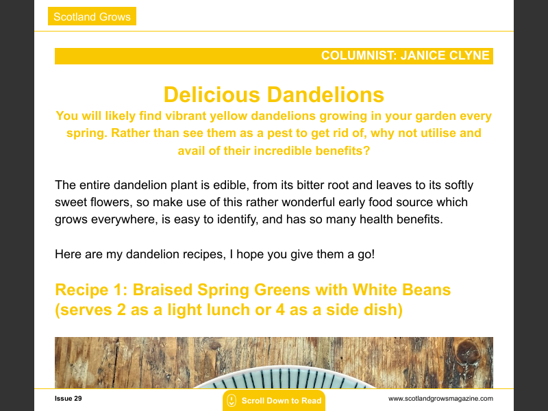 Issue 29Delicious Dandelions