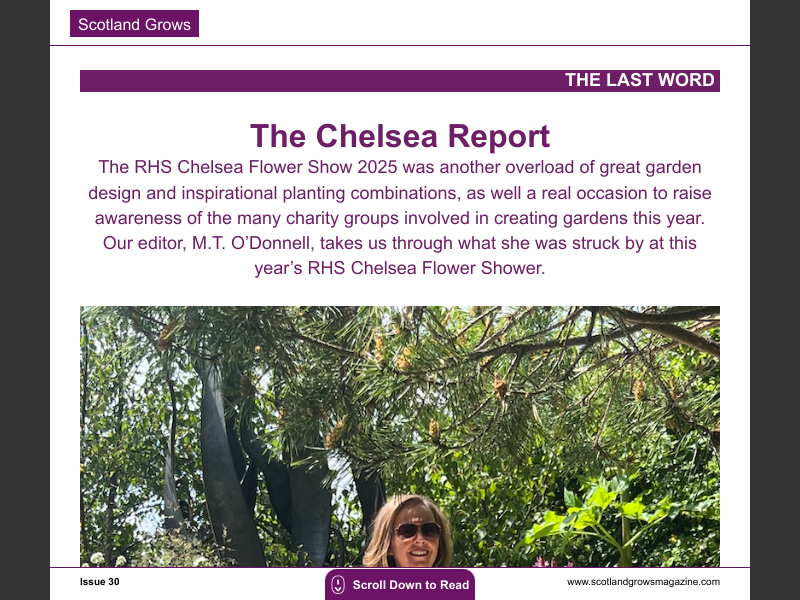 Issue 30The Chelsea Report