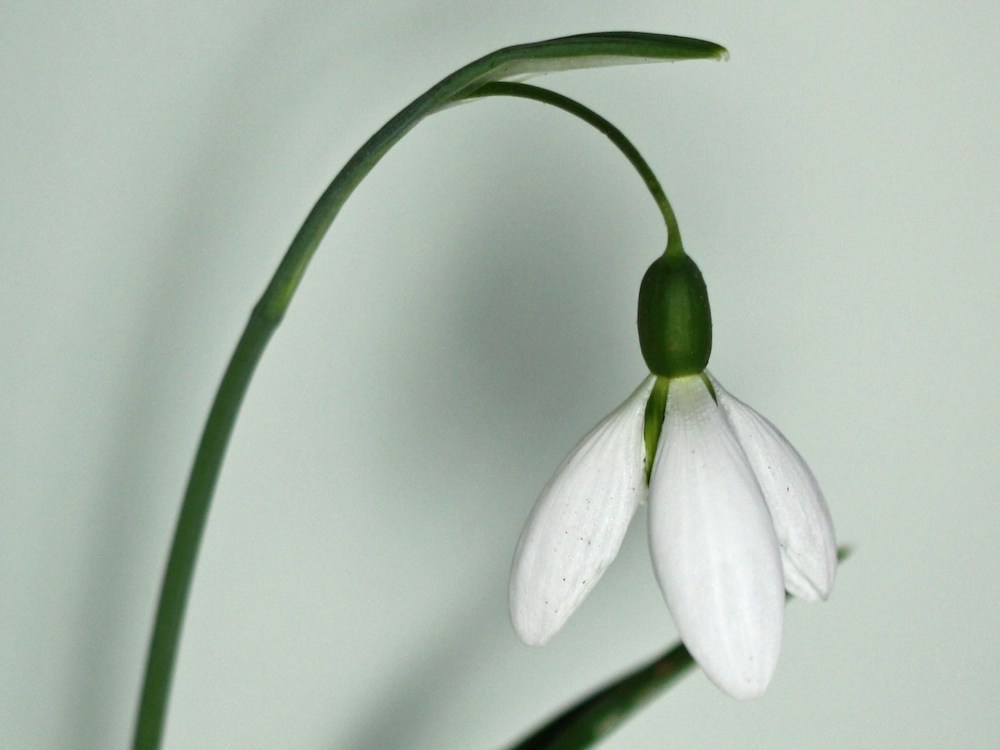 grumpy face snowdrop