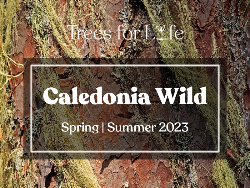 Caledonia Wild Spring Summer 2023Caledonia Wild Spring/Summer 2023