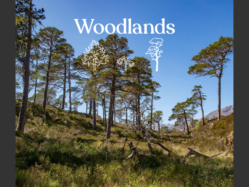 Caledonia Wild Spring Summer 2023WOODLANDS