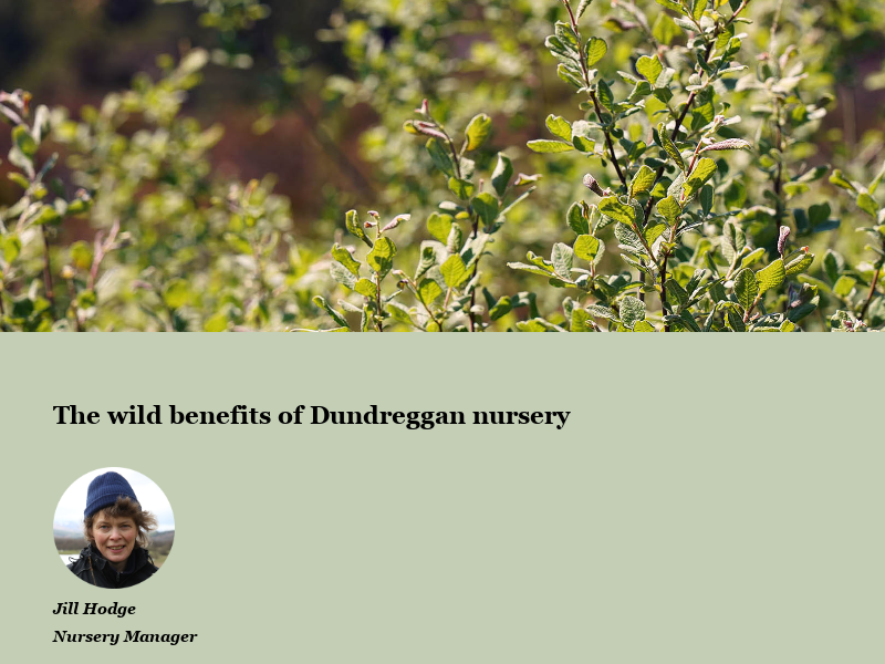 Caledonia Wild Spring Summer 2023Dundreggan nursery