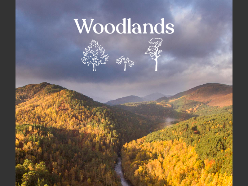 Caledonia Wild Autumn/Winter2023WOODLANDS