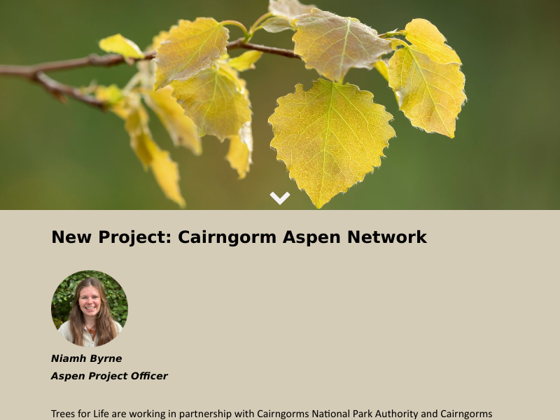 Caledonia Wild Autumn / Winter 2024New Project: Cairngorm Aspen Network