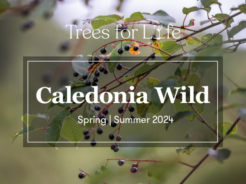 Caledonia Wild Spring/Summer2024
