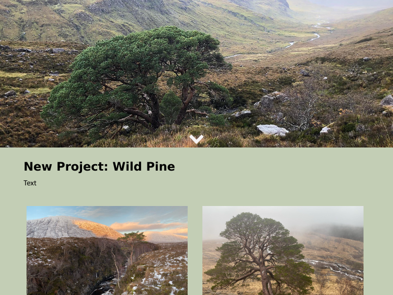 Caledonia Wild Spring/Summer2024Wild Pine Project