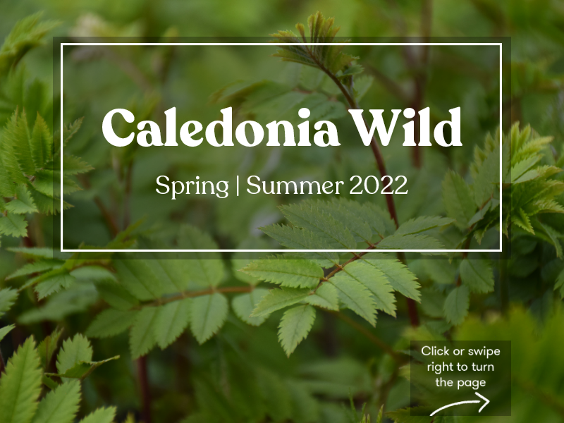Caledonia Wild Spring/Summer 2022Caledonia Wild Spring/Summer 2022