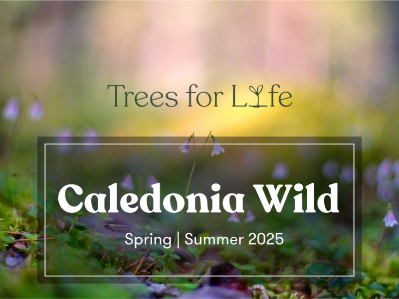 Caledonia Wild Spring / Summer 2025