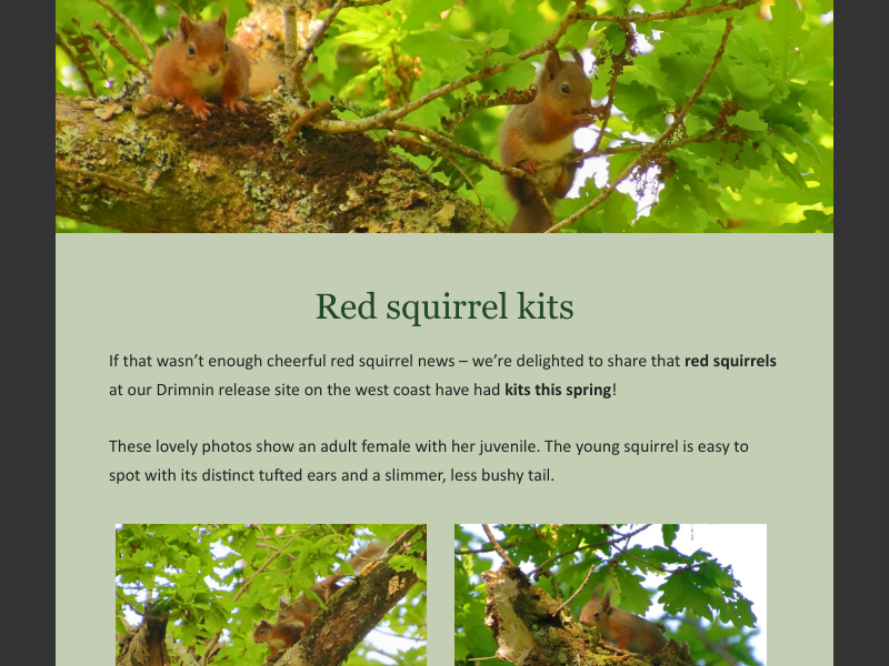 Caledonia Wild Spring / Summer 2025Red squirrel kits at Drimnin